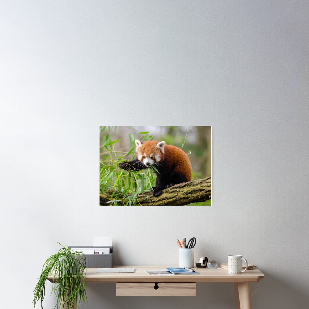 Poster « Panda roux », par fourretout | Redbubble
