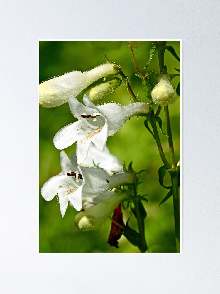 "Foxglove Beardtongue - Penstemon digitalis" Poster by MotherNature ...