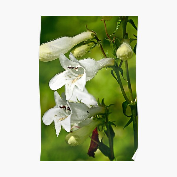 "Foxglove Beardtongue - Penstemon digitalis" Poster by MotherNature ...