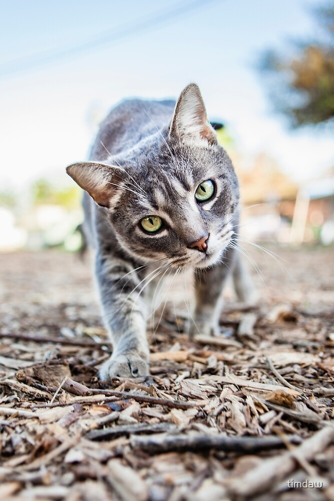 "Wonky Cat" by timdaw | Redbubble