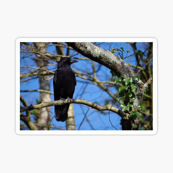 "Crow " Sticker by CORNISHPHOTOS | Redbubble