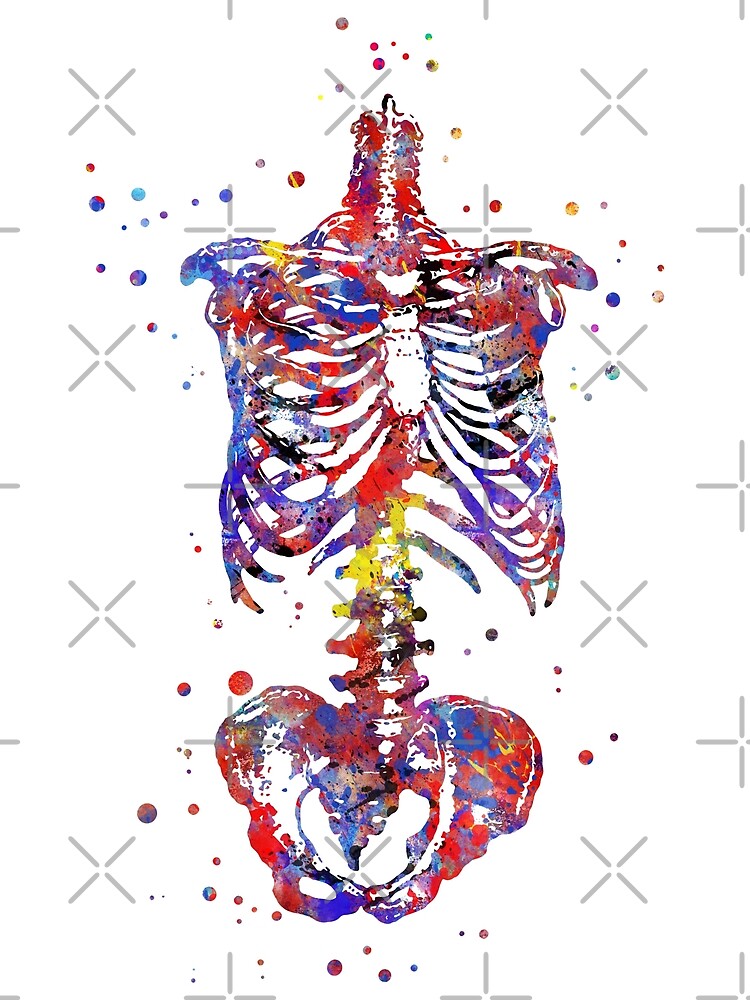 "Skeleton torso, watercolor skeleton torso, torso" Art Print by ...