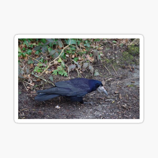 "Rook" Sticker for Sale by CORNISHPHOTOS | Redbubble