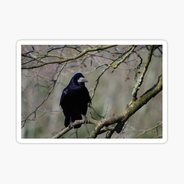 "Rook" Sticker for Sale by CORNISHPHOTOS | Redbubble