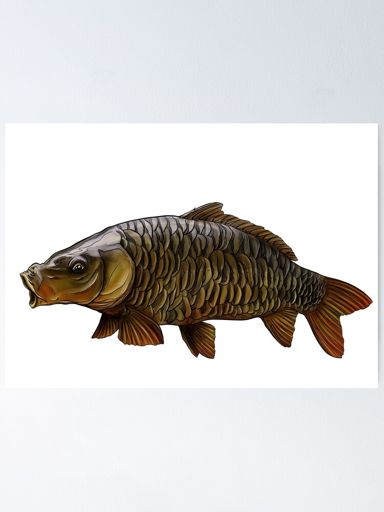 "Fully scalled carp" Poster for Sale by slashgrafik | Redbubble
