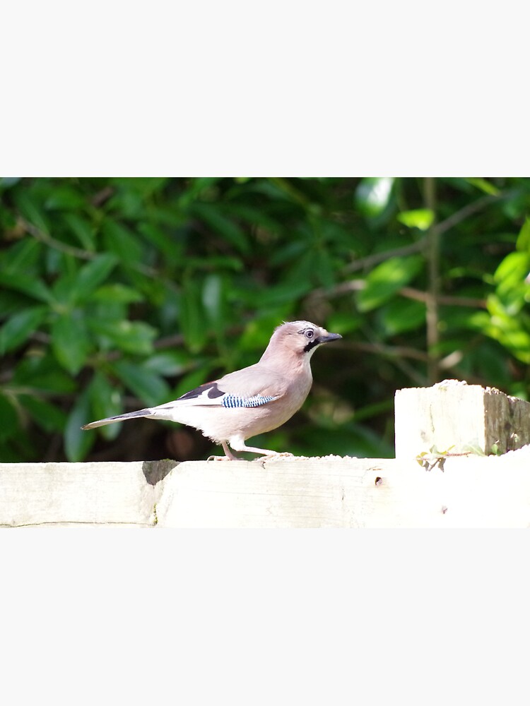 "Jay" Sticker for Sale by CORNISHPHOTOS | Redbubble