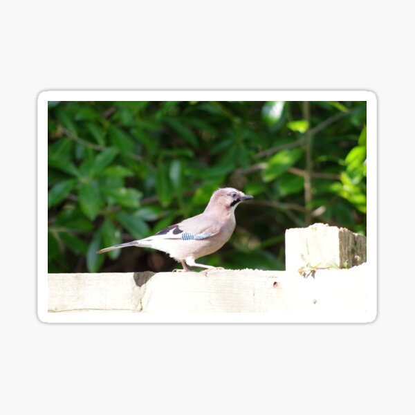 "Jay" Sticker for Sale by CORNISHPHOTOS | Redbubble