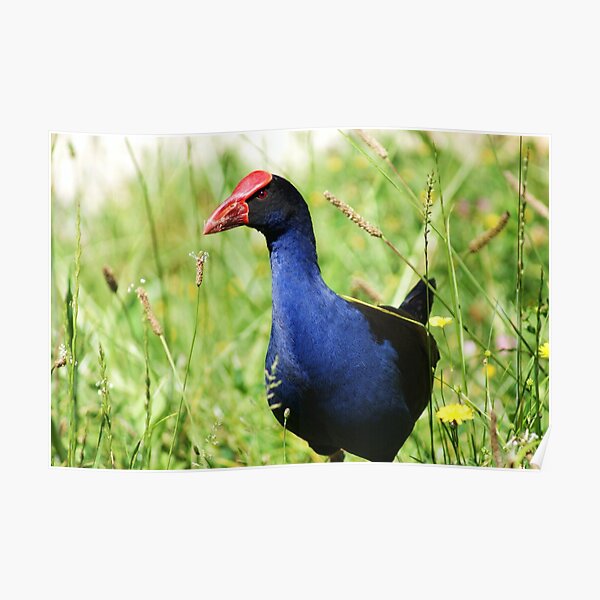 Pukeko Wall Art | Redbubble