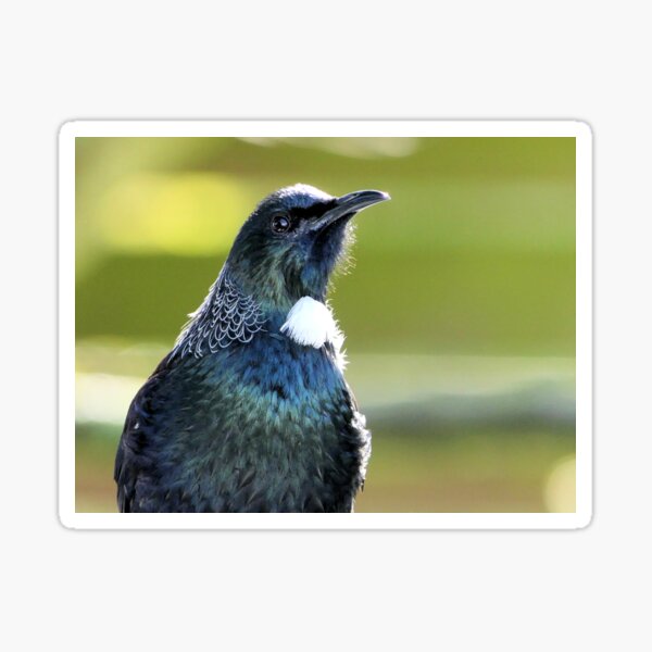 "Shining Tui - NZ" Sticker by AndreaEL | Redbubble