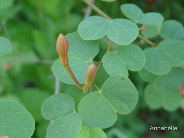 "Butterfly shaped leaves." by Annabella | Redbubble