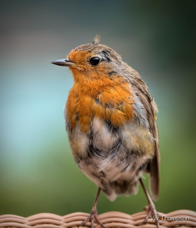 "Ragged Robin" by Viv Thompson | Redbubble