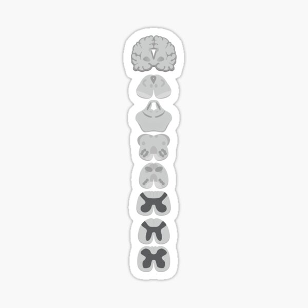 Neurology Stickers | Redbubble