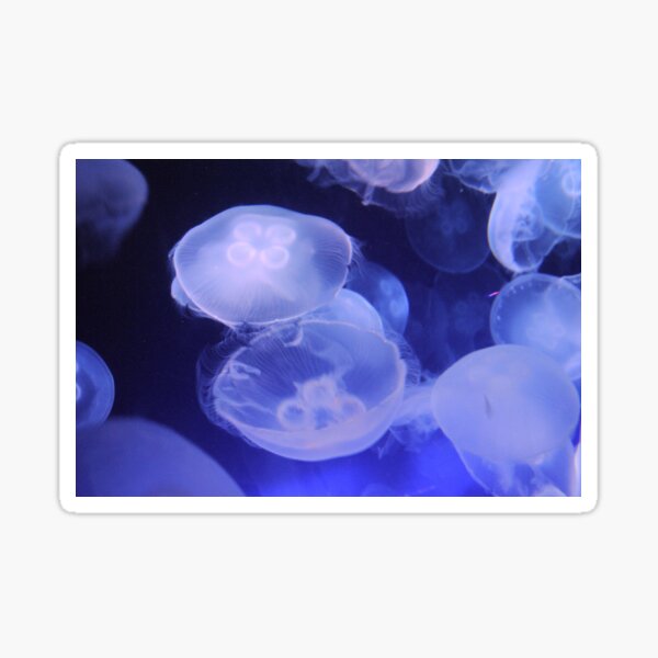 "Moon Jellies!" Sticker for Sale by ElliottJames | Redbubble