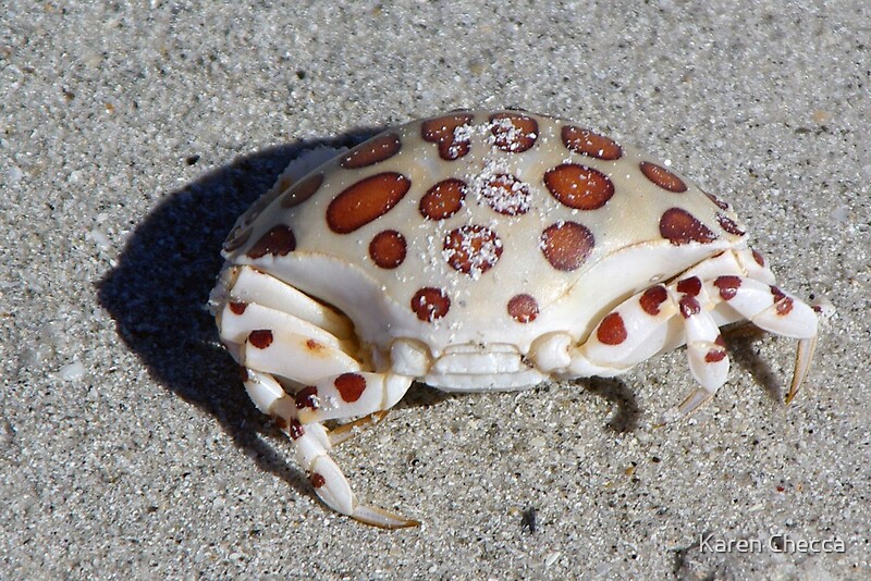 "Spotted Crab" by Karen Checca | Redbubble