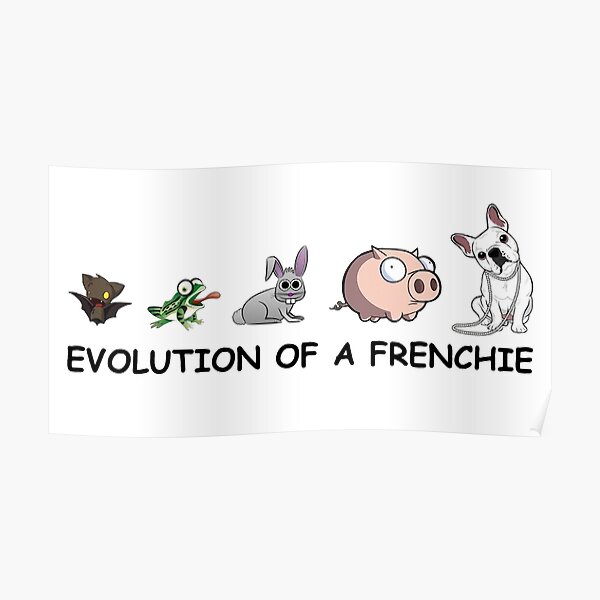 "Evolution Of A Frenchie" Poster by ae21 | Redbubble