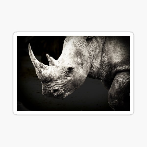 "Monochrome | Black and White Series : Rhino" Sticker for Sale by ...