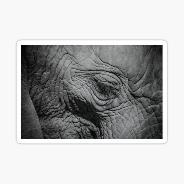 "Elephant Face" Sticker for Sale by MissLollipop | Redbubble