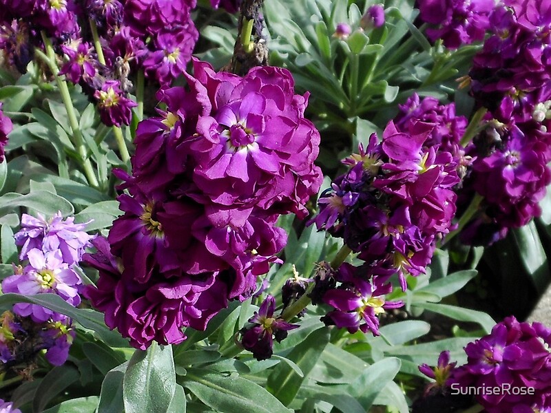 "Vibrant Purple Scented Stocks" by SunriseRose | Redbubble