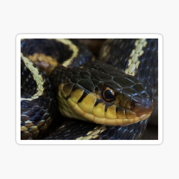 "Snake head" Sticker for Sale by joesaladino | Redbubble