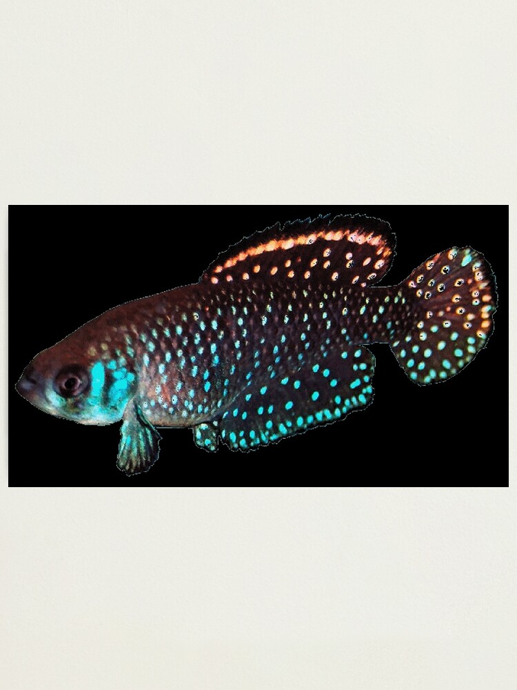 "Argentine Pearl Killi Fish" Photographic Print by killies | Redbubble