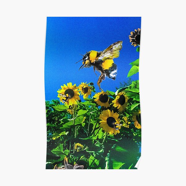 "Bumble Bee" Poster by OscarHenshaw | Redbubble