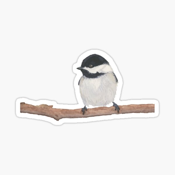 "Chickadee - Watercolor Chickadee on a Branch Design - Gift for Bird ...