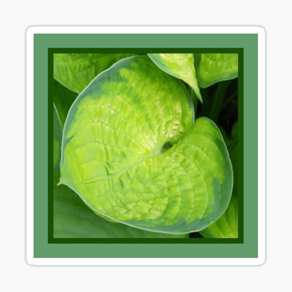 "Perennial Joy: Green Hosta Leaves" Sticker for Sale by BettyMackey ...