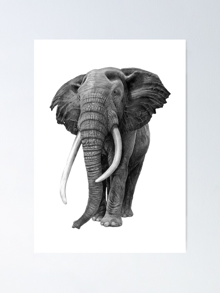 "Bull elephant - Drawing in pencil" Poster for Sale by sean-fleming ...