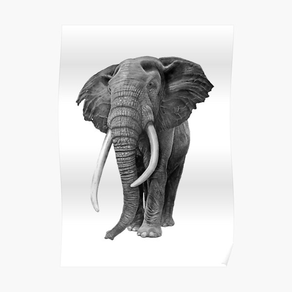"Bull elephant - Drawing in pencil" Poster for Sale by sean-fleming ...