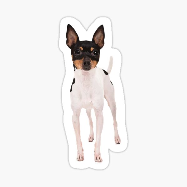 "Toy Group: Toy Fox Terriers" Sticker for Sale by BestinShow | Redbubble
