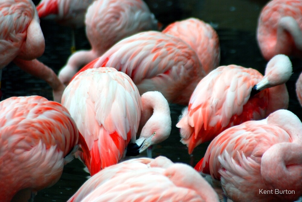 "Primping and Preening" by Kent Burton | Redbubble