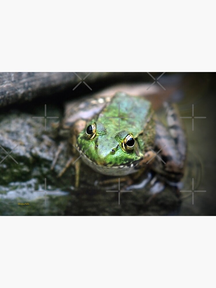 "Frog Portrait" Art Print by rollosphotos | Redbubble