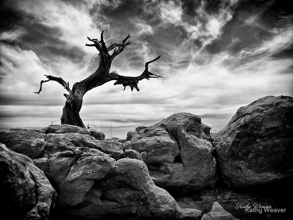 "Twisted Tree - Canyonlands National Park, Utah" by Kathy Weaver ...