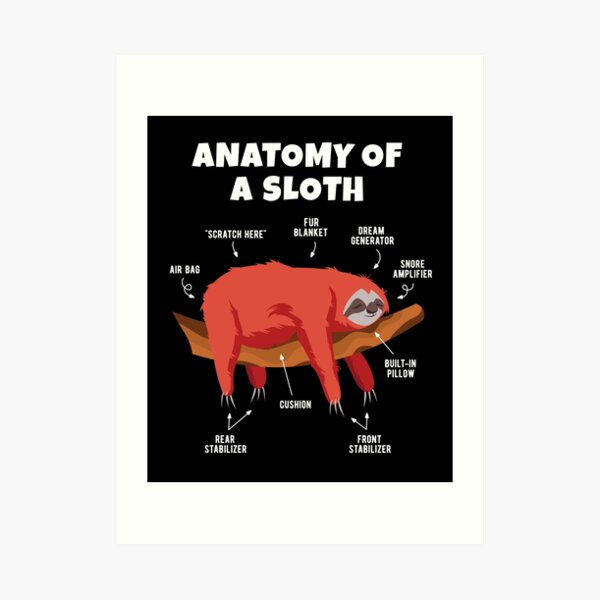 "Anatomy of a Sloth" Art Print by cchiaw | Redbubble