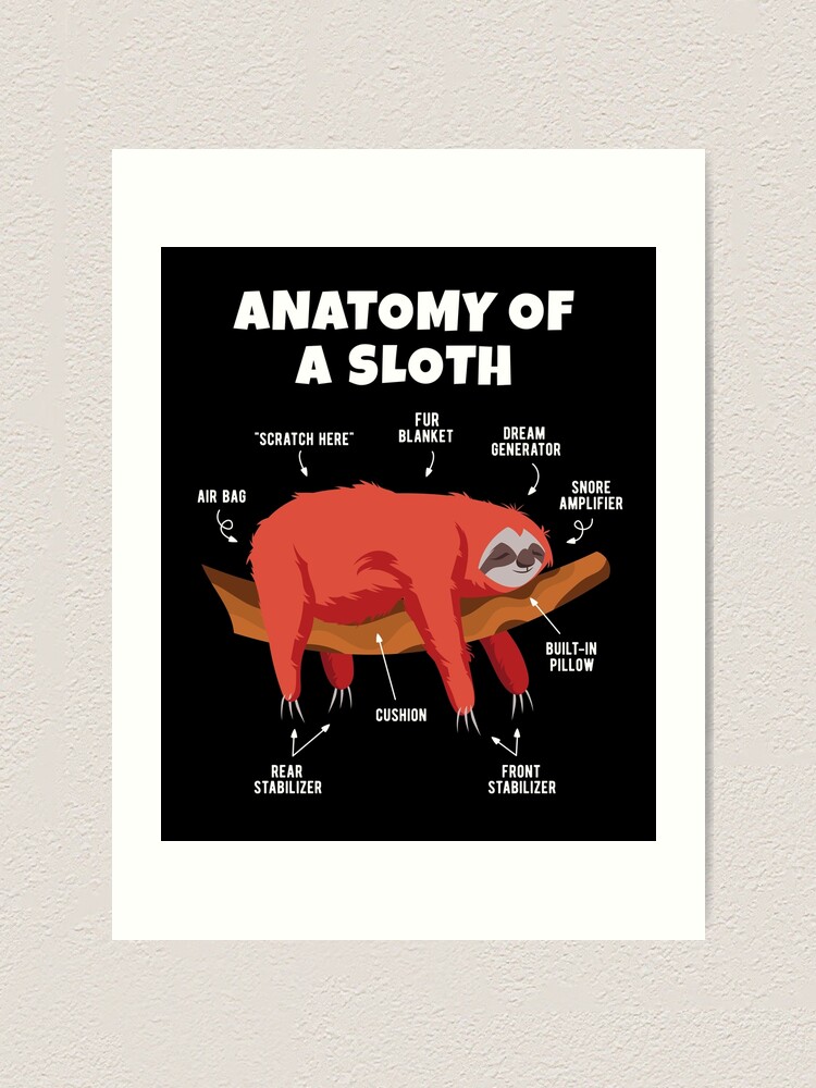 "Anatomy of a Sloth" Art Print by cchiaw | Redbubble