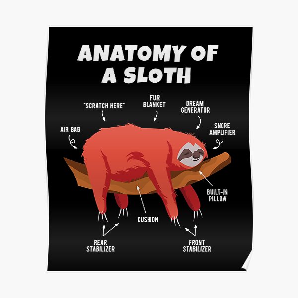 "Anatomy of a Sloth" Poster for Sale by cchiaw | Redbubble