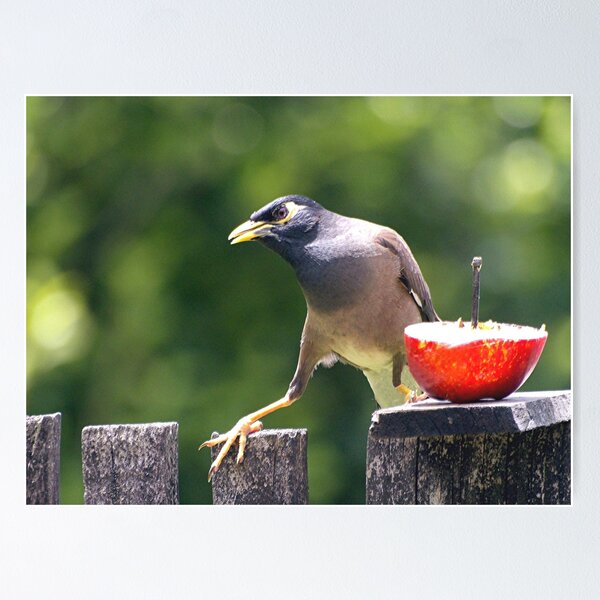 "THE BANDIT - INDIAN MYNA." Poster for Sale by Roy Massicks | Redbubble