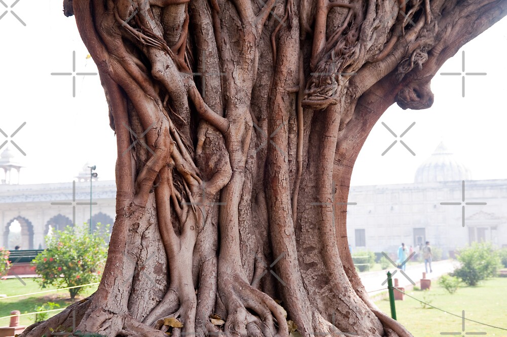"A tree trunk with many twists showing the age of the tree inside the ...