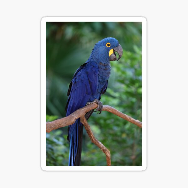 "Hyacinth Macaw" Sticker by MelKowasic | Redbubble