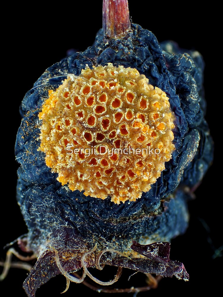 "Rust fungus (Gymnosporangium sp.) under the microscope" Sticker by ...