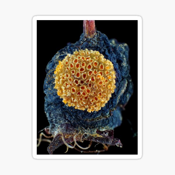"Rust fungus (Gymnosporangium sp.) under the microscope" Sticker by ...