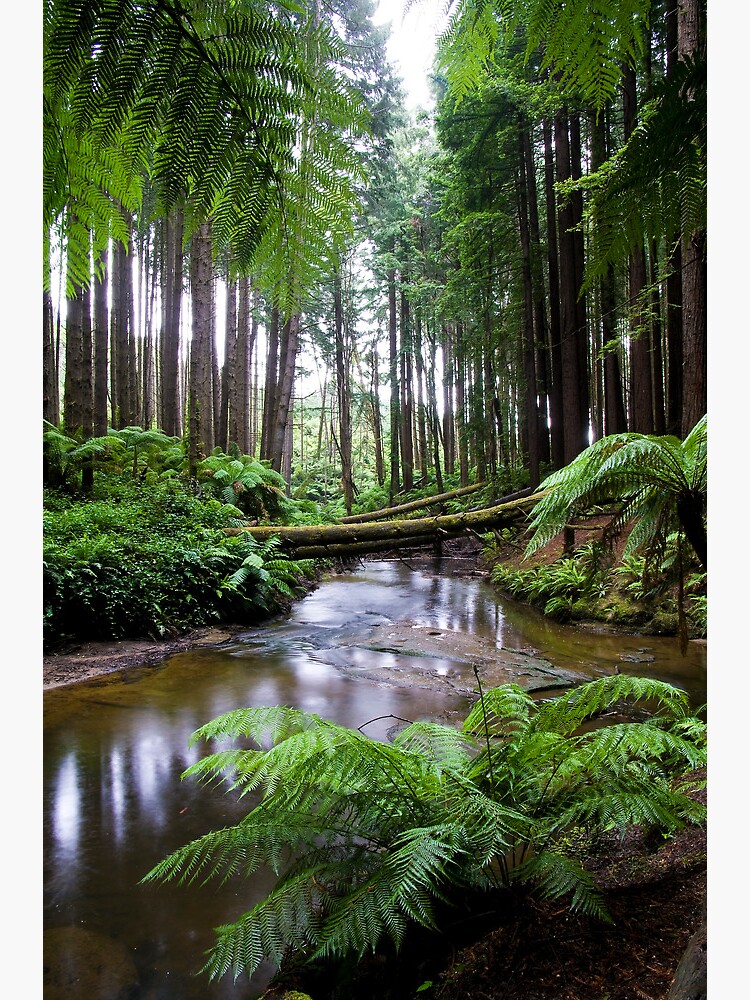 "Redwood Forest Stream" Poster for Sale by mattstreatfeild | Redbubble