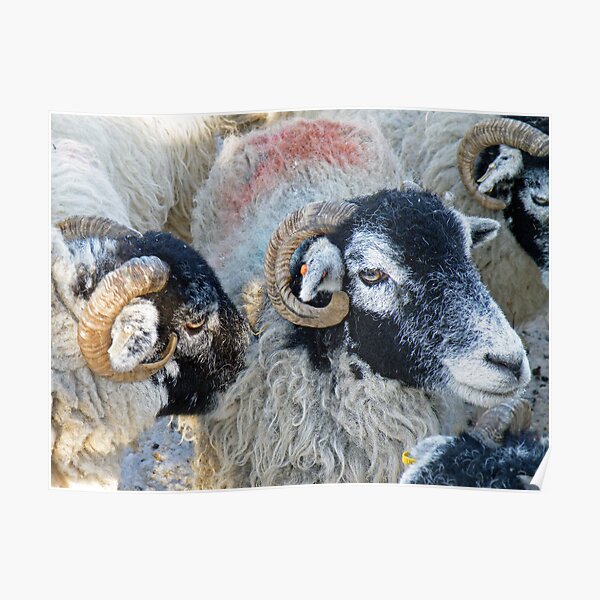 Swaledale Sheep Gifts & Merchandise | Redbubble