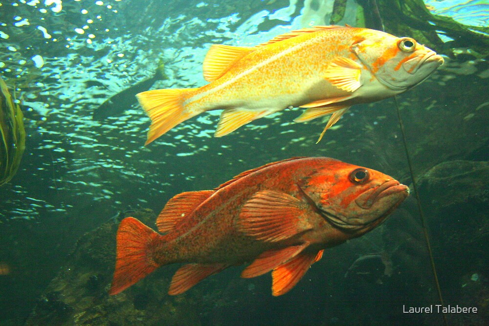 "Rockfish Swimming in Tandem" by Laurel Talabere | Redbubble