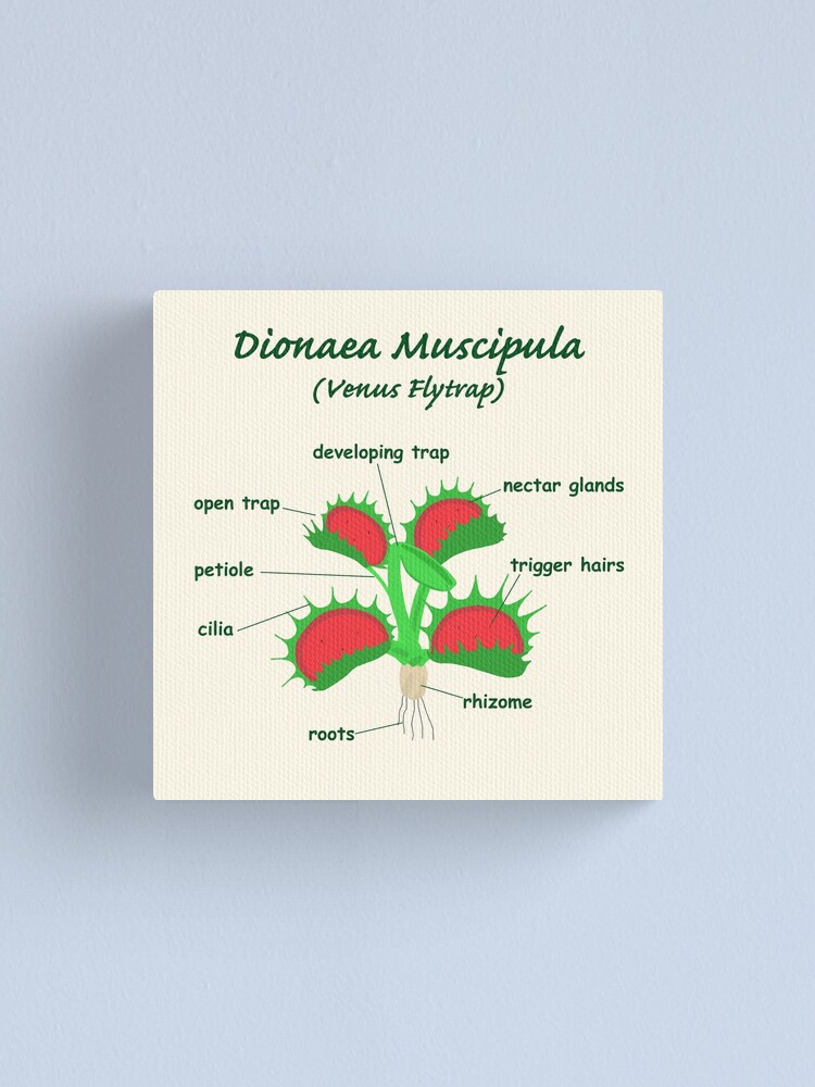 "Anatomy of a Venus Flytrap" Canvas Print by QuasaiBonsai | Redbubble