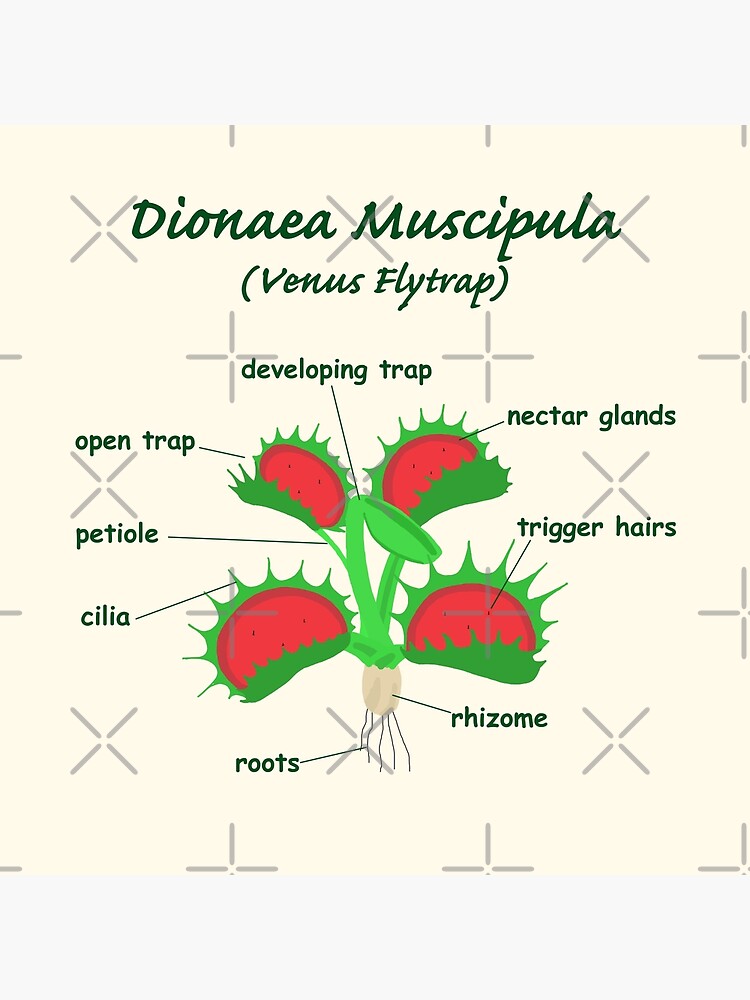 Venus Flytrap Anatomy