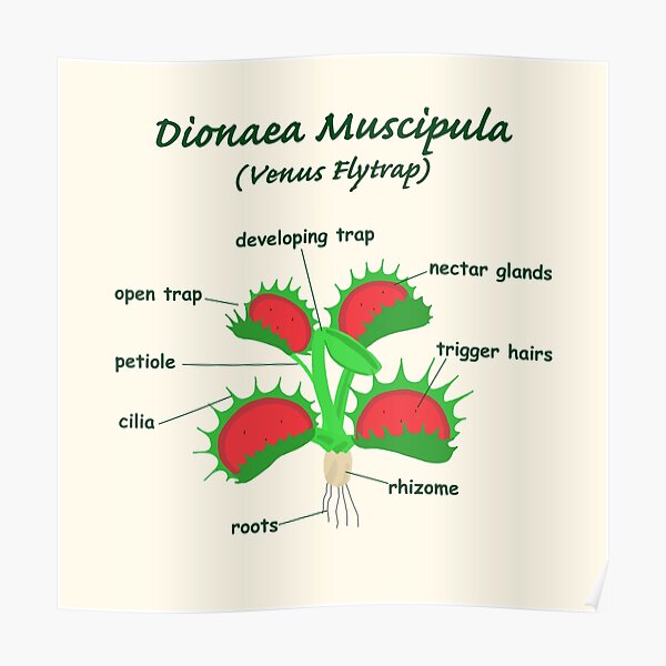 "Anatomy of a Venus Flytrap" Poster for Sale by QuasaiBonsai | Redbubble