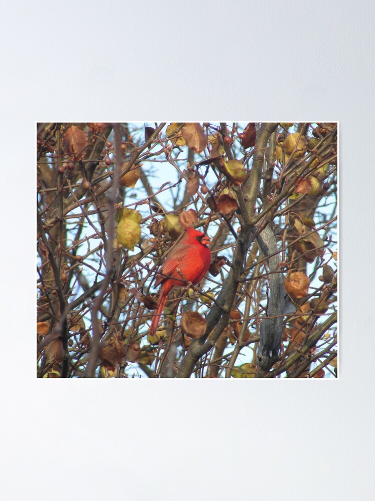 "Cardinal" Poster by steampunklizard | Redbubble