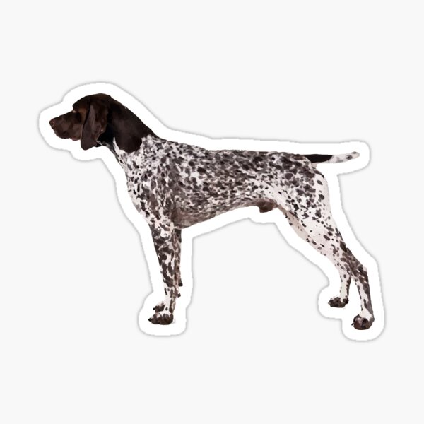 "German Shorthaired Pointers " Sticker by BestinShow | Redbubble