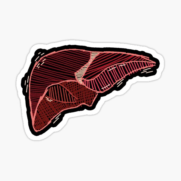 "Liver" Sticker for Sale by KarlaVazquez | Redbubble